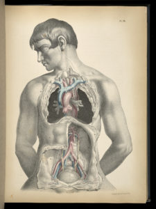 The Art of Anatomy: 16 Anatomical Drawings and Engravings - Realism Today