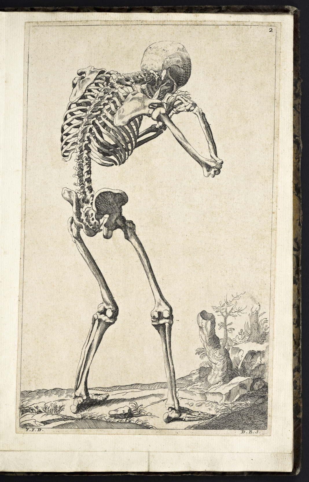 The Art of Anatomy: 16 Anatomical Drawings and Engravings - Realism Today