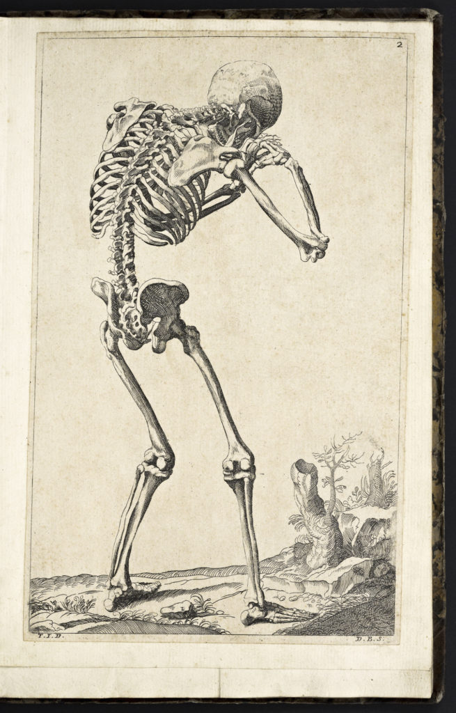 The Art of Anatomy: 16 Anatomical Drawings and Engravings - Realism Today