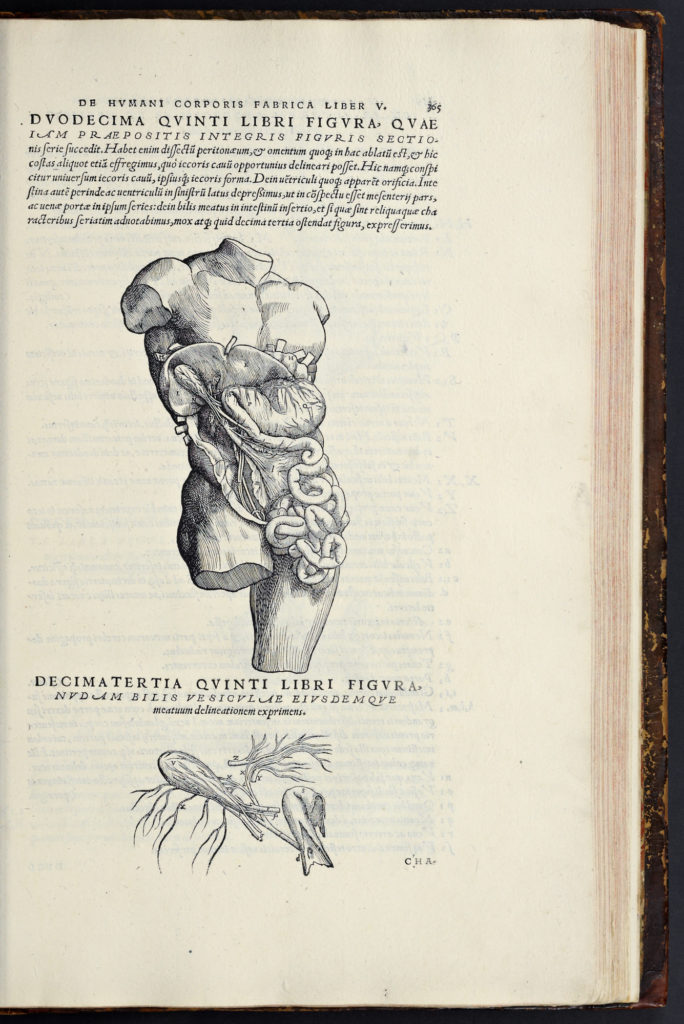 The Art of Anatomy: 16 Anatomical Drawings and Engravings - Realism Today