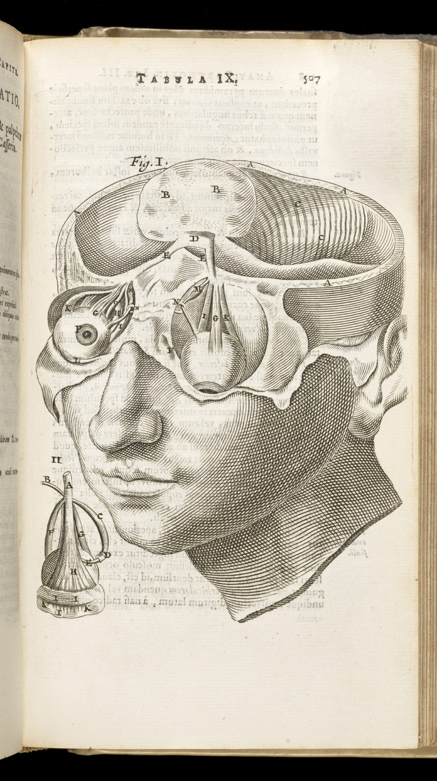 The Art of Anatomy: 16 Anatomical Drawings and Engravings - Realism Today