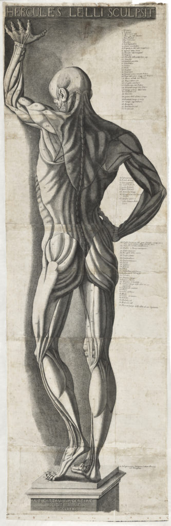 The Art of Anatomy: 16 Anatomical Drawings and Engravings - Realism Today
