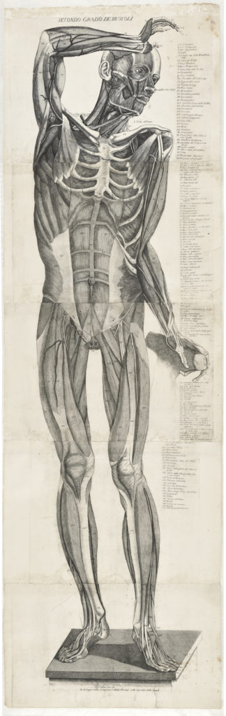 The Art of Anatomy: 16 Anatomical Drawings and Engravings - Realism Today