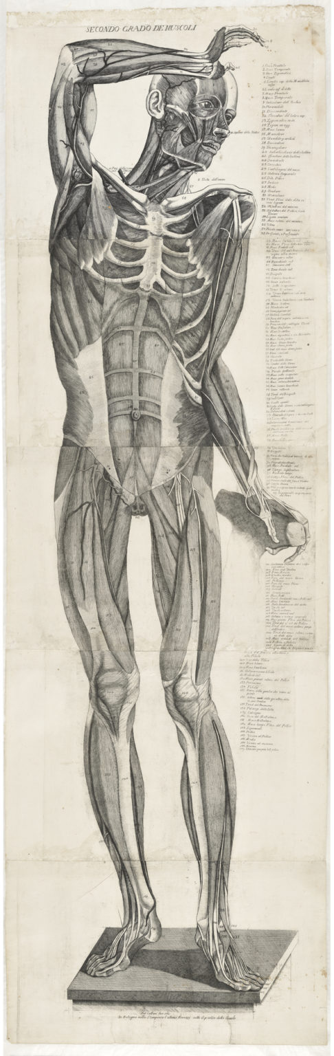 The Art of Anatomy: 16 Anatomical Drawings and Engravings - Realism Today