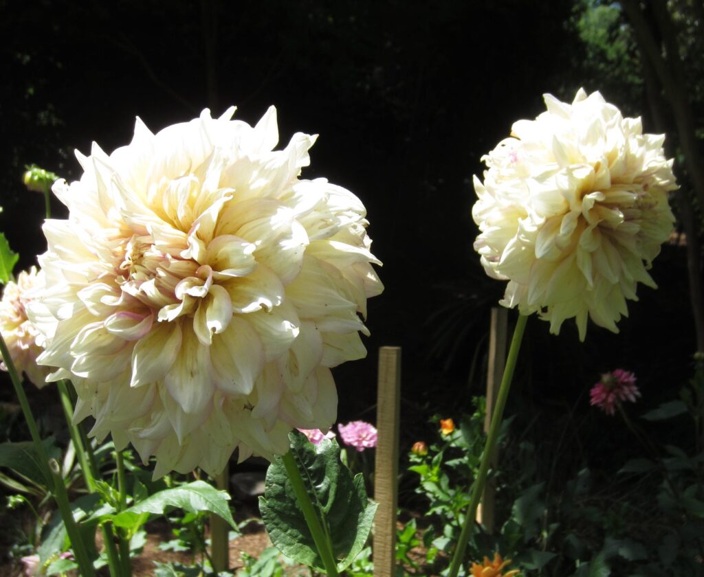 5 Tips for Simplifying Flowers - Realism Today